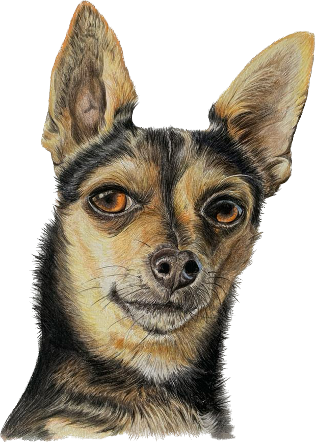 Portraits by Leigh | Bespoke Animal & Pet Portraits