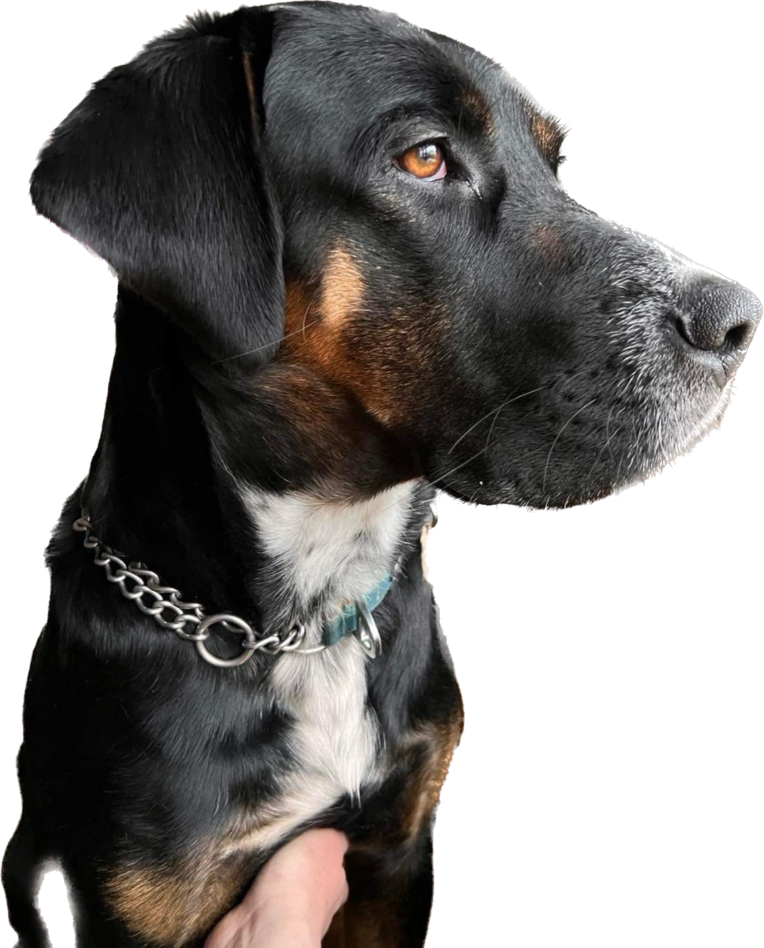 Portraits by Leigh | Bespoke Animal & Pet Portraits